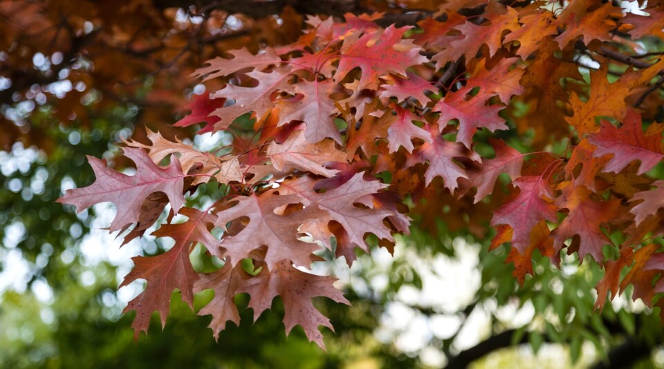 21 Trees With Spectacular Fall Color