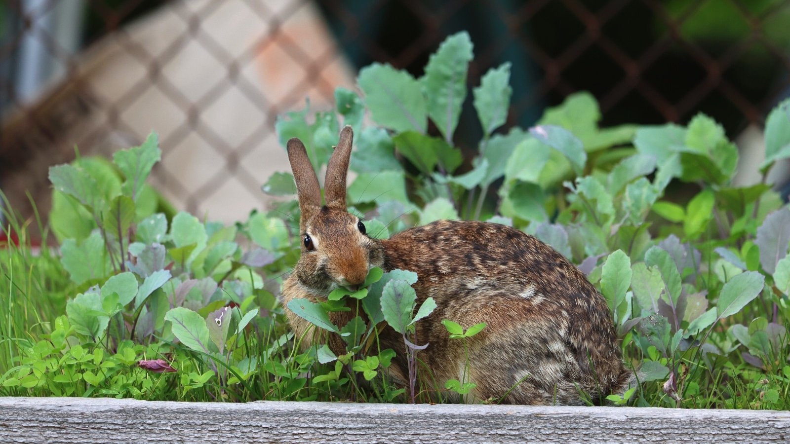 Will Cayenne Pepper Keep Rabbits Out of Your Garden?