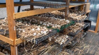 15 Garlic-Growing Mistakes to Avoid This Year