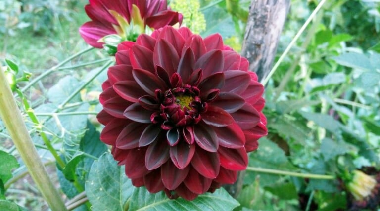 61 Types of Red Flowers With Names and Pictures