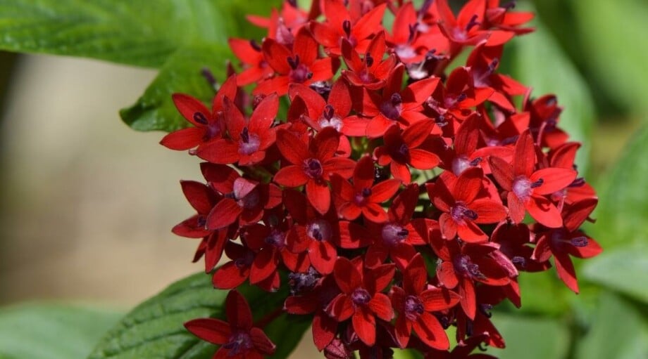21 Red Flowering Shrubs For Your Home Garden