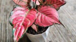 45 Houseplants With Red & Variegated Red Leaves