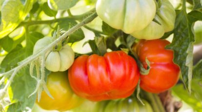 For the Biggest, Juiciest Tomatoes, Try these 11 Varieties