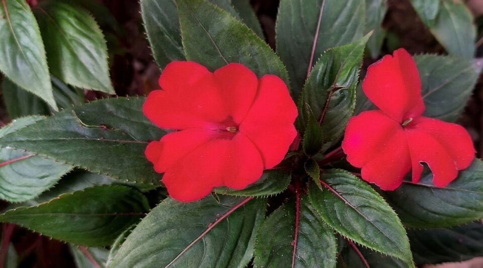 37 Different Impatiens Varieties to Plant This Season
