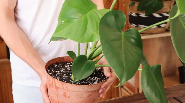 How to Repot a Monstera Plant in 6 Easy Steps