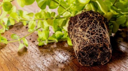 How to Plant, Grow and Care For Peperomia Hope