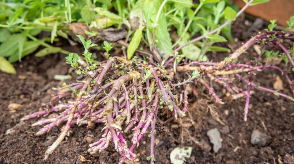 How Do You Control Plants that Spread by Rhizomes?