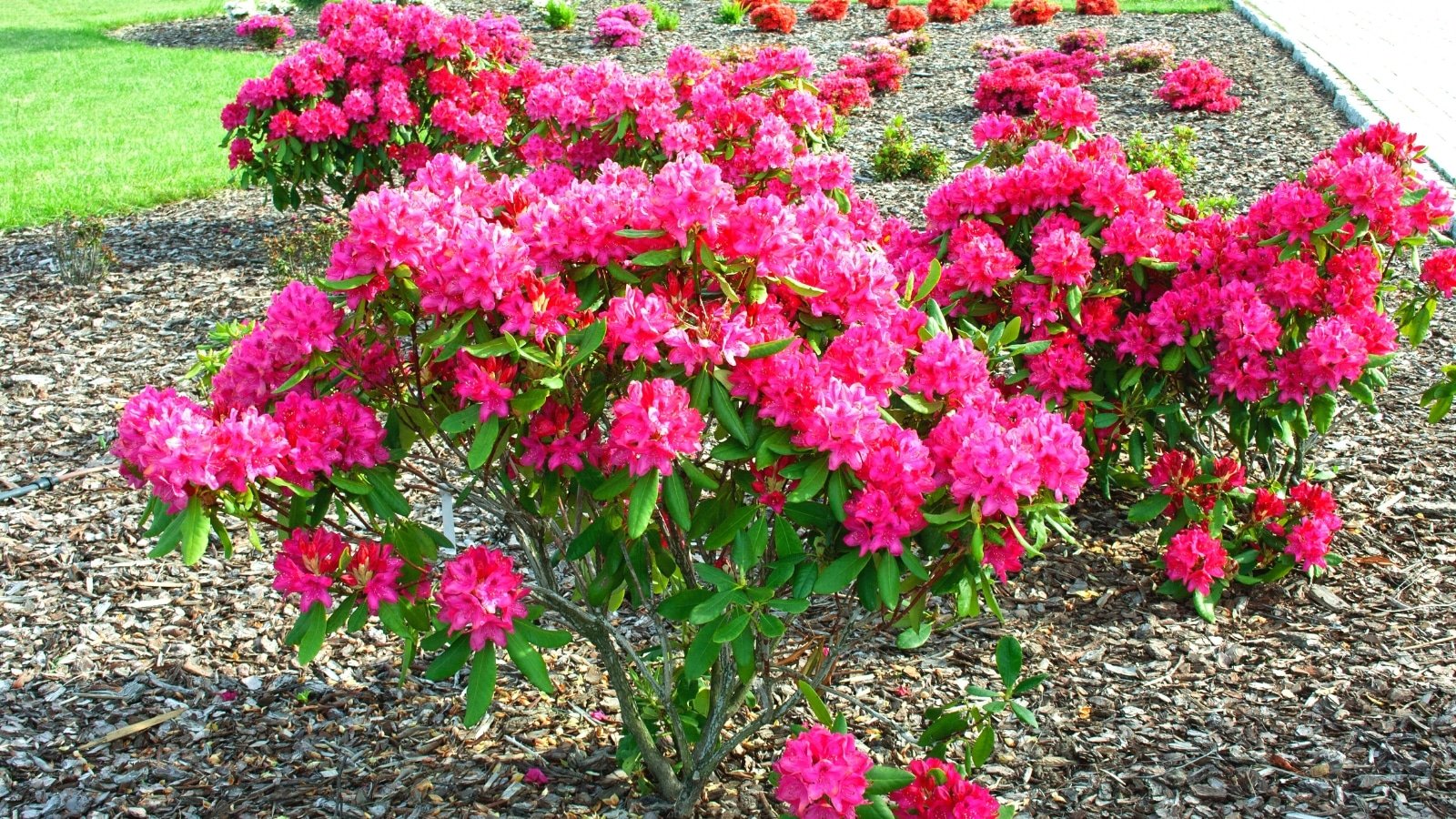 Do Rhododendrons Prefer Full Sun, Partial Shade, or Full Shade?