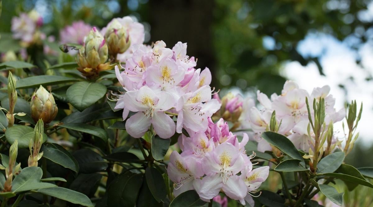 How to Plant, Grow, and Care For Rhododendrons