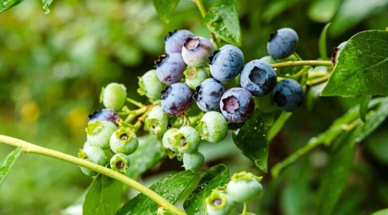 Where Do Blueberries Grow Best in Your Garden?