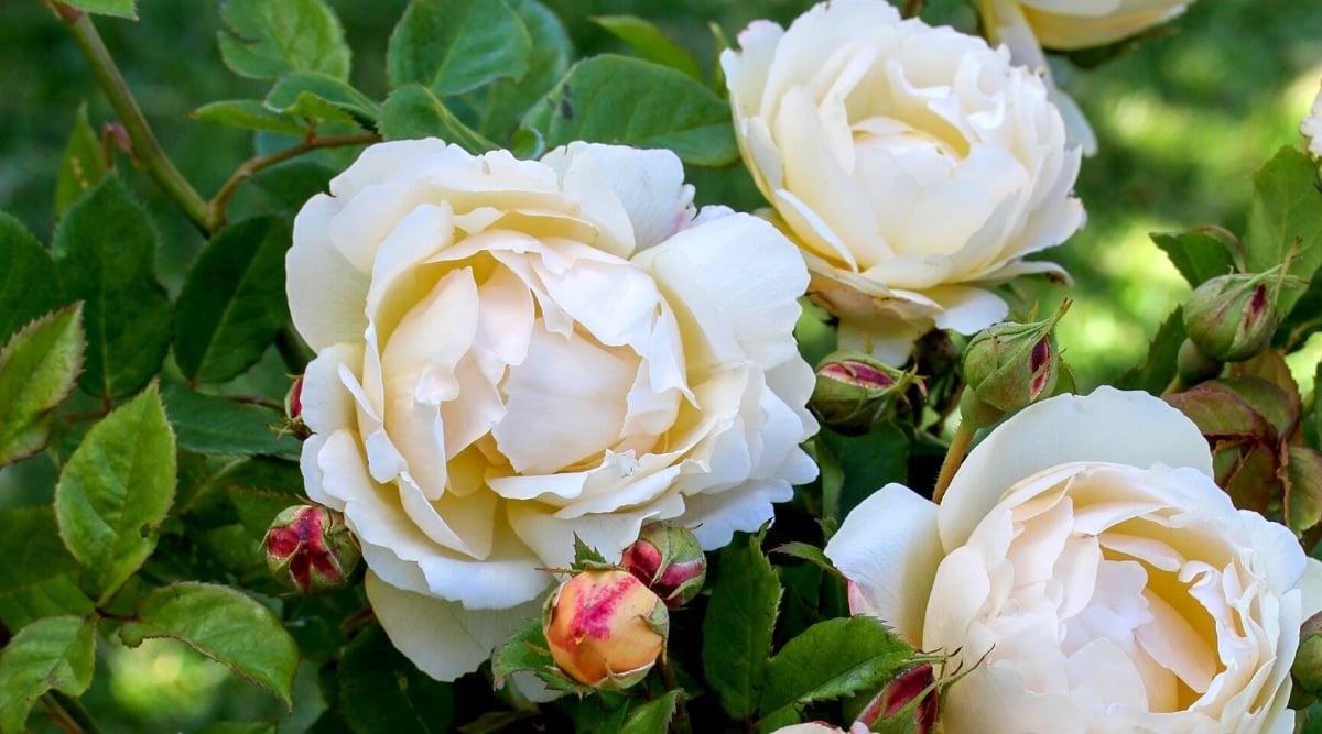 33 Beautiful Roses That Thrive in the Shade