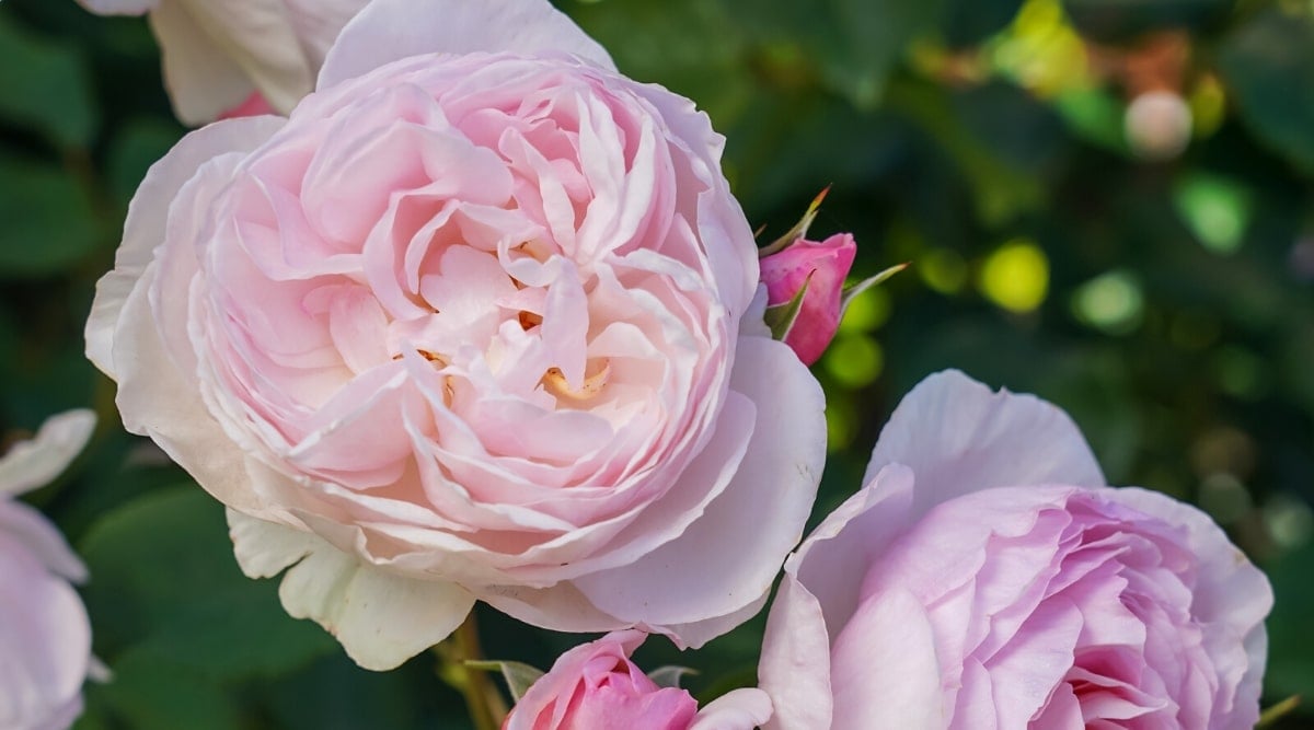27 Different Types of Thornless Roses For Your Garden