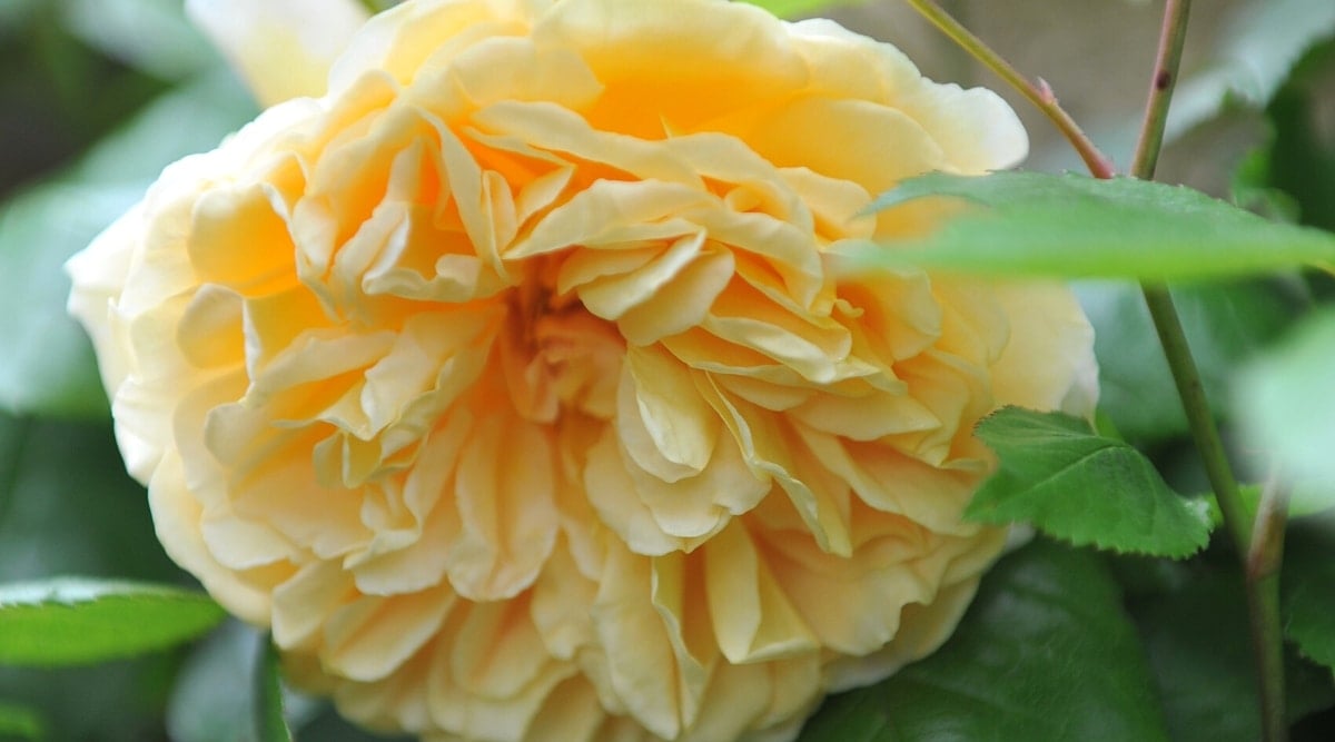 33 Beautiful Roses That Thrive in the Shade