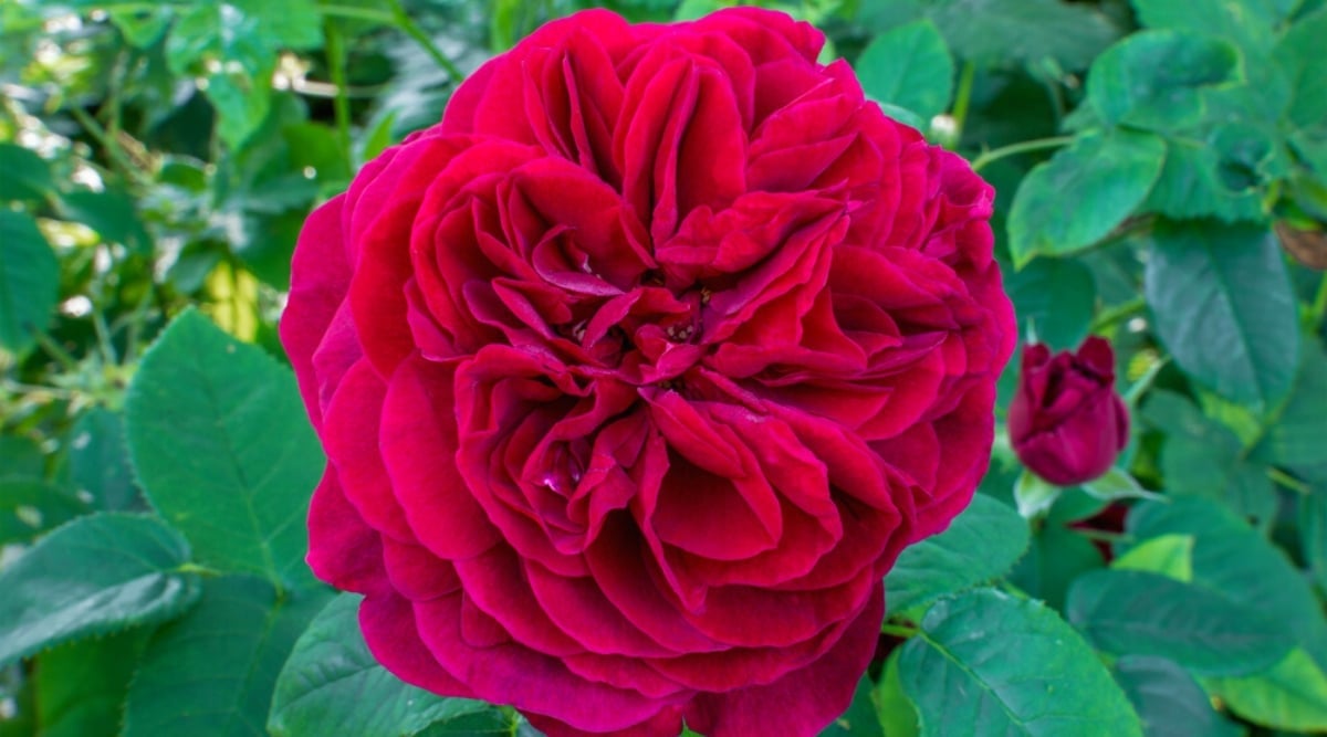 33 Beautiful Roses That Thrive in the Shade