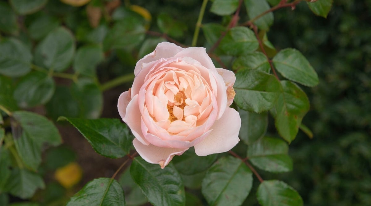 33 Beautiful Roses That Thrive in the Shade