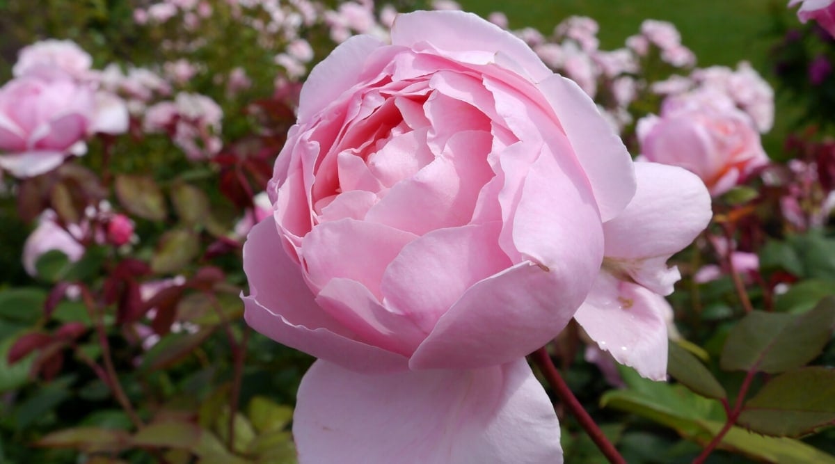 27 Different Types of Thornless Roses For Your Garden