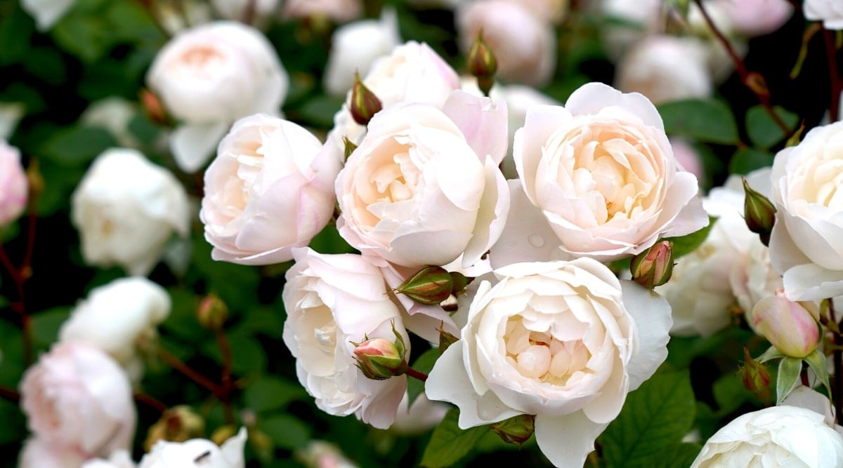 21 Beautiful White Rose Varieties to Grow This Season