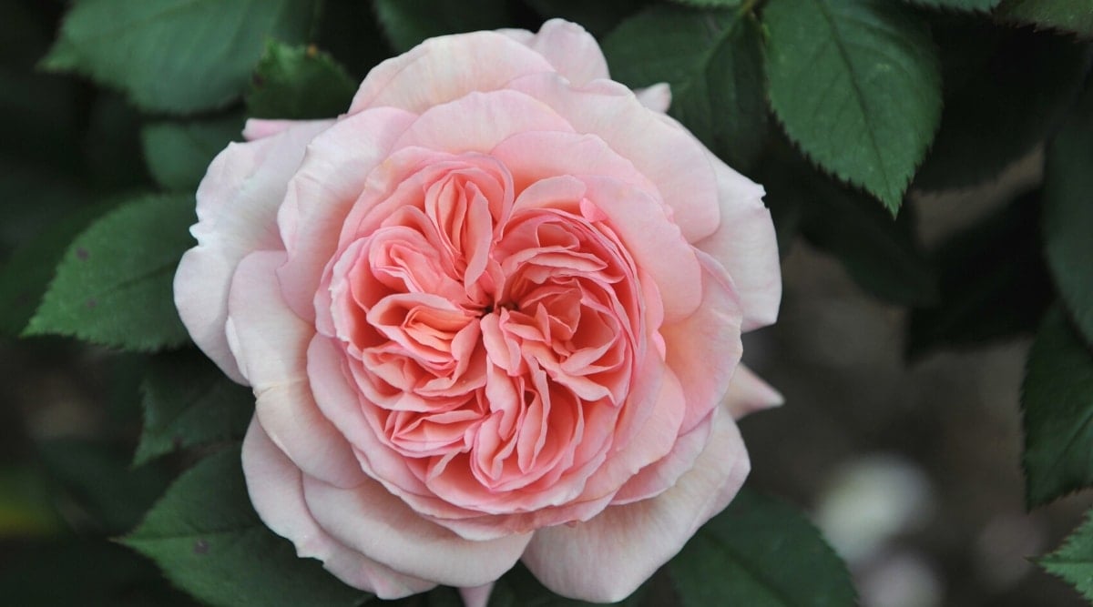 27 Different Types of Thornless Roses For Your Garden