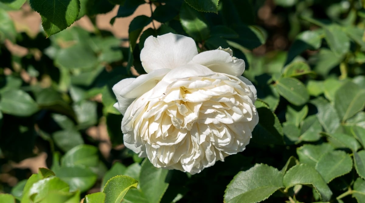 21 Beautiful White Rose Varieties to Grow This Season