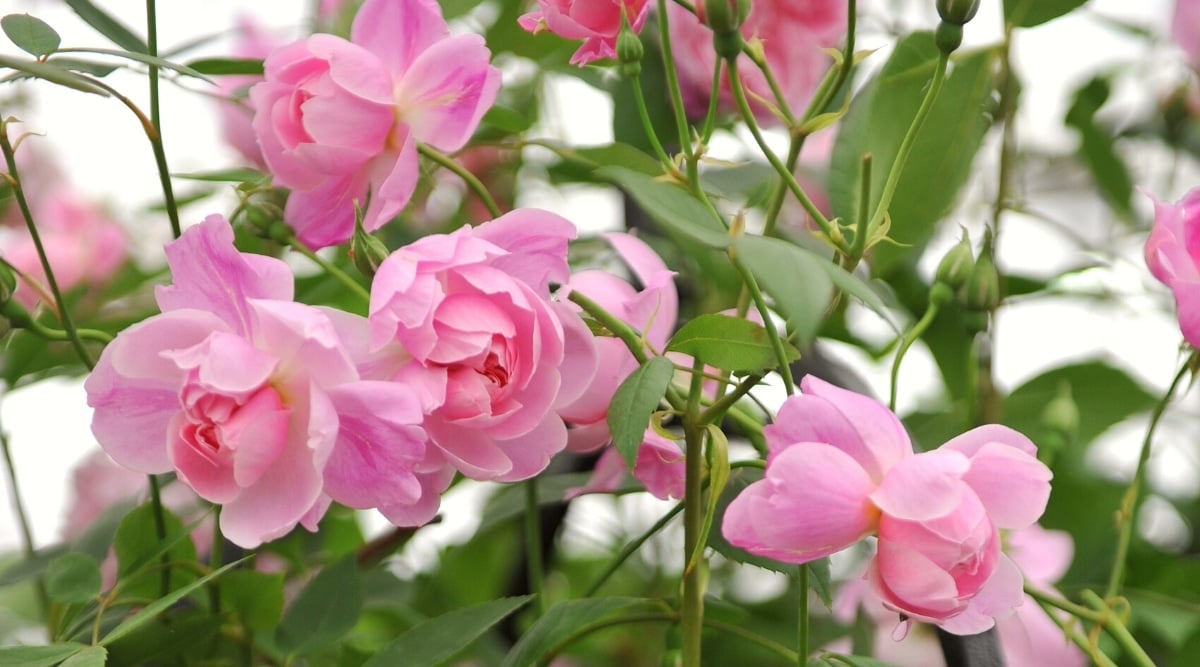 27 Different Types of Thornless Roses For Your Garden