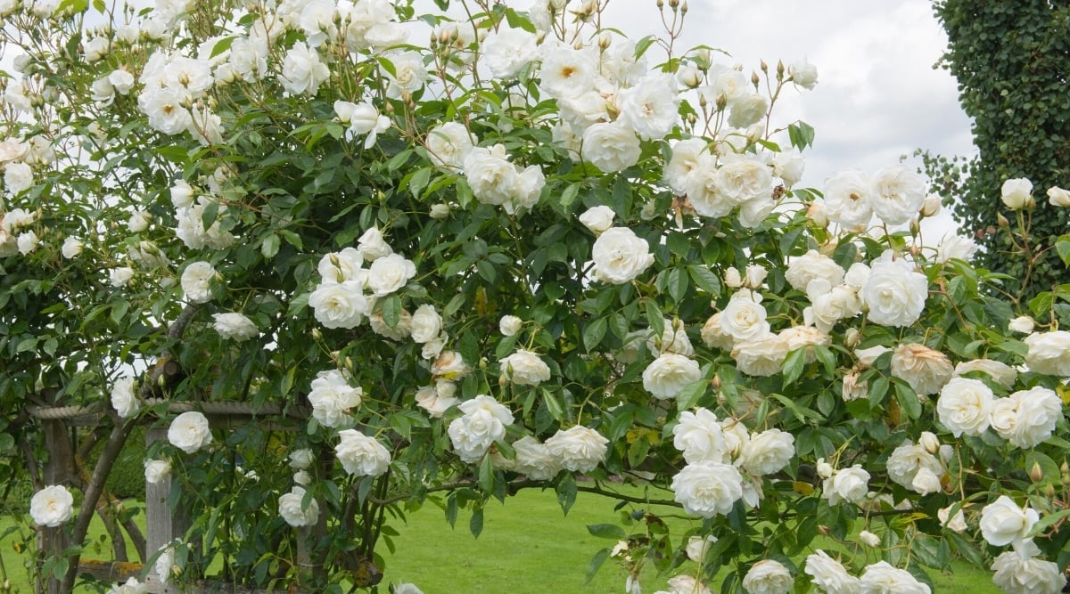 21 Beautiful White Rose Varieties to Grow This Season