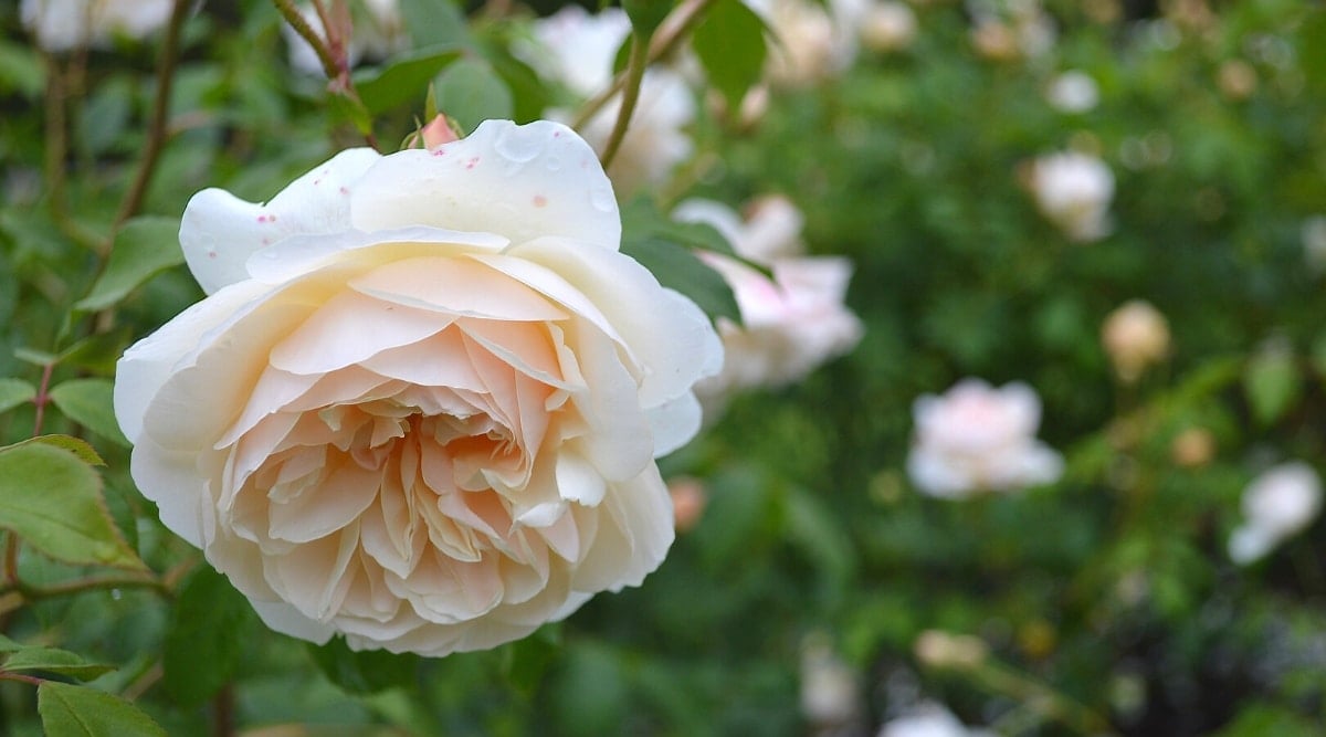 27 Different Types of Thornless Roses For Your Garden