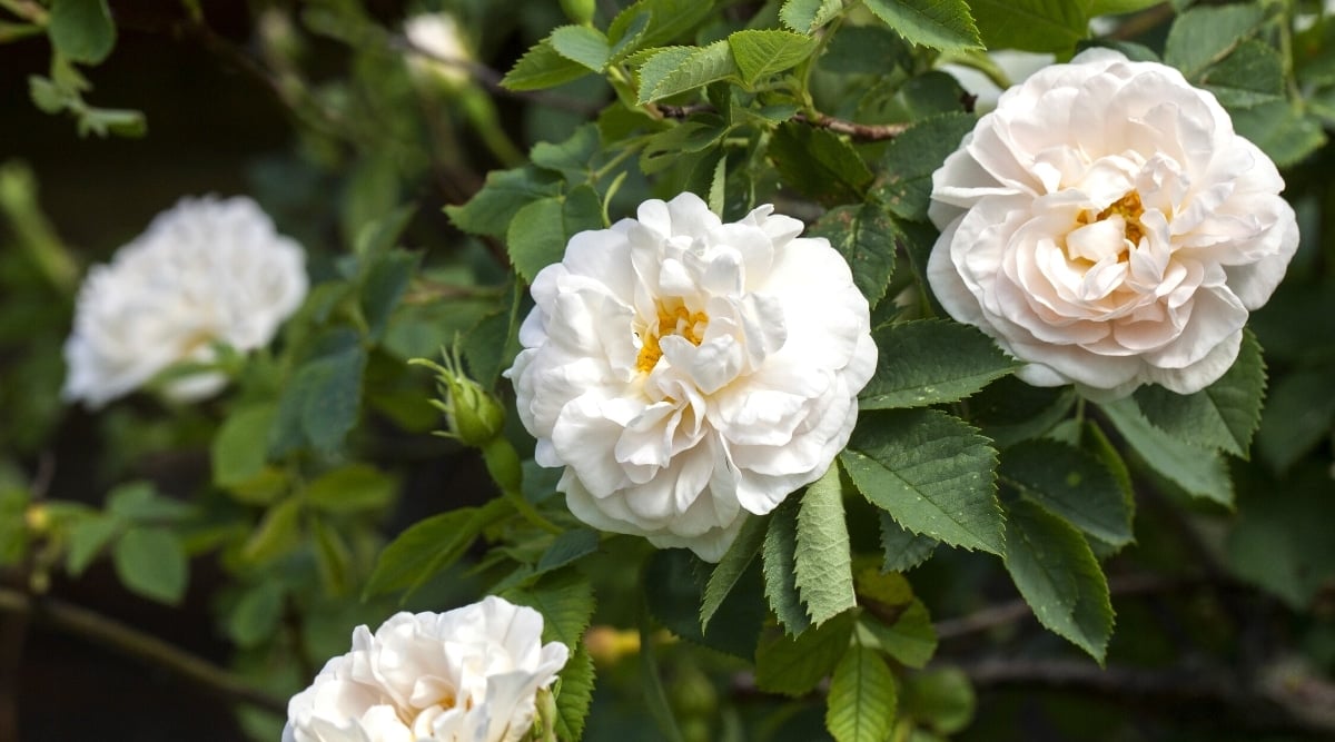 Different Types Of White Roses