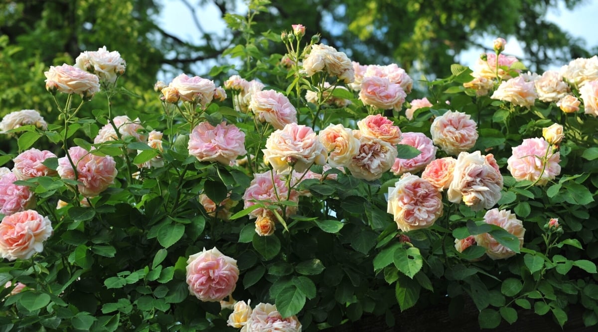 31 Beautiful Climbing Roses for Trellises and Arbors