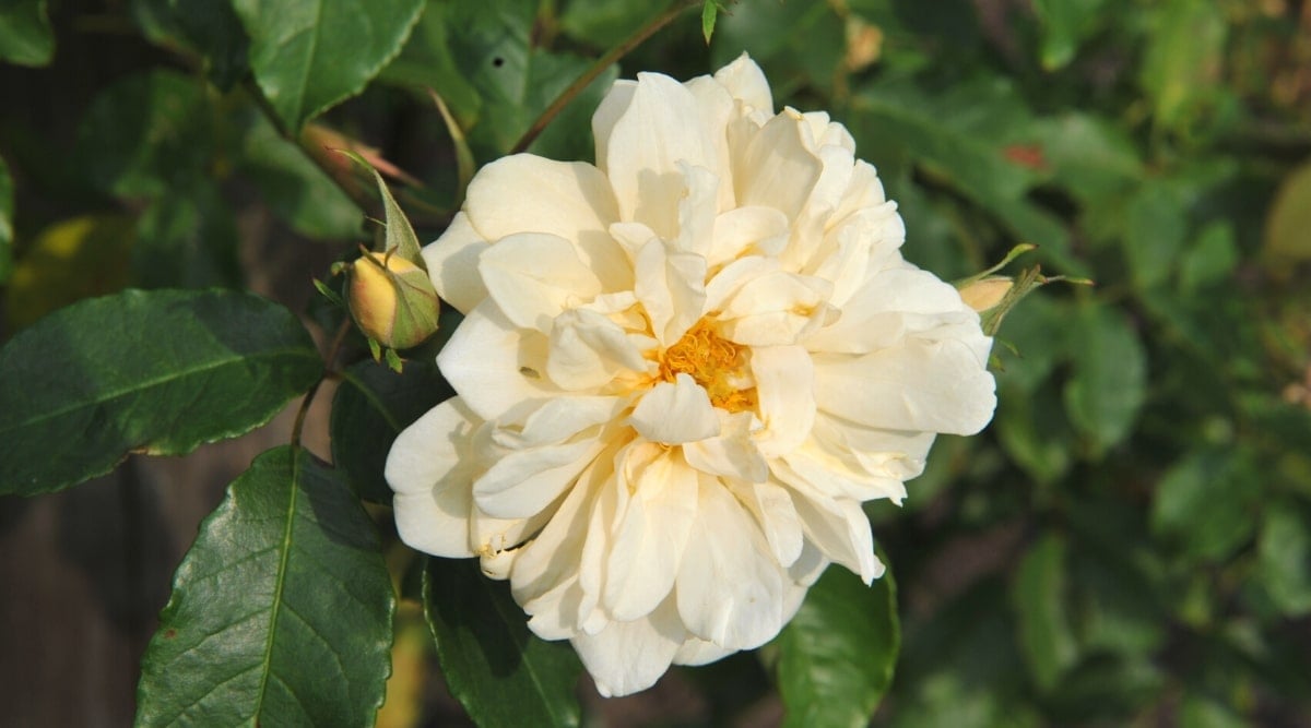 21 Neutral Colored Roses You Can Grow This Season