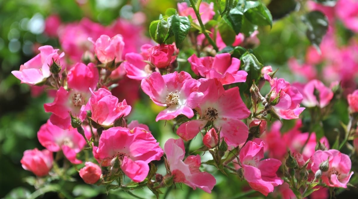 27 Stunning Pink Rose Varieties For Your Garden