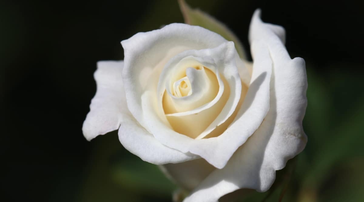 21 Beautiful White Rose Varieties to Grow This Season