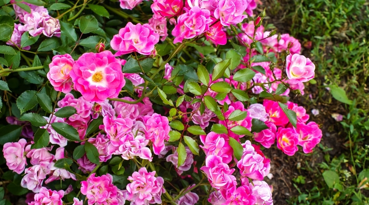 17 Beautiful Low Growing Ground Cover Roses