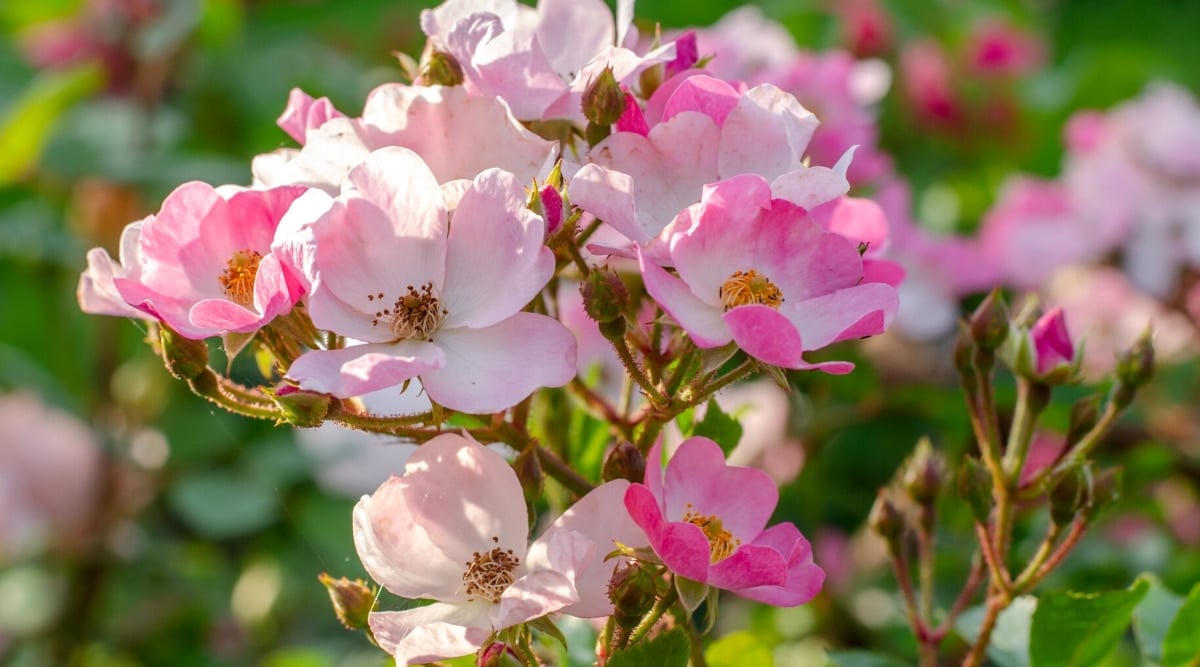 21 Roses Ideal for Creating a Hedge or Privacy Screen