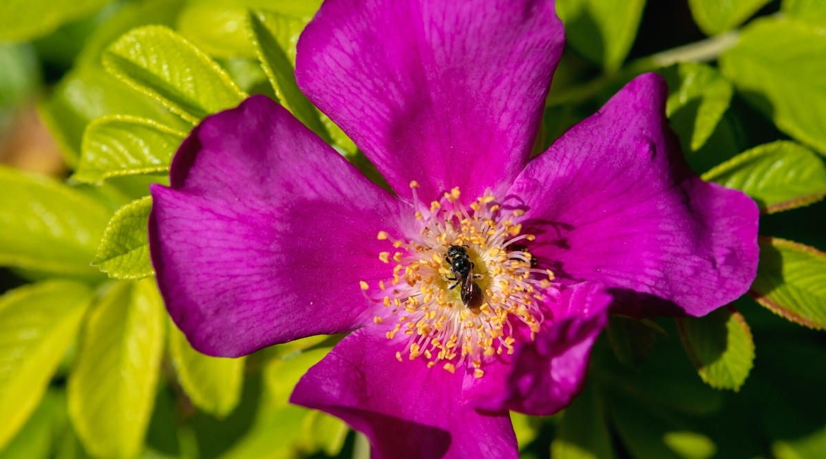 21 Roses That Will Flourish in Northern Climate Gardens