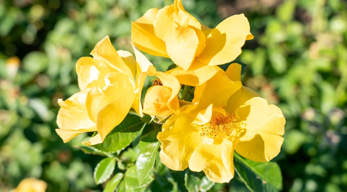 17 Different Varieties of Winter Hardy Roses For Cold Climates