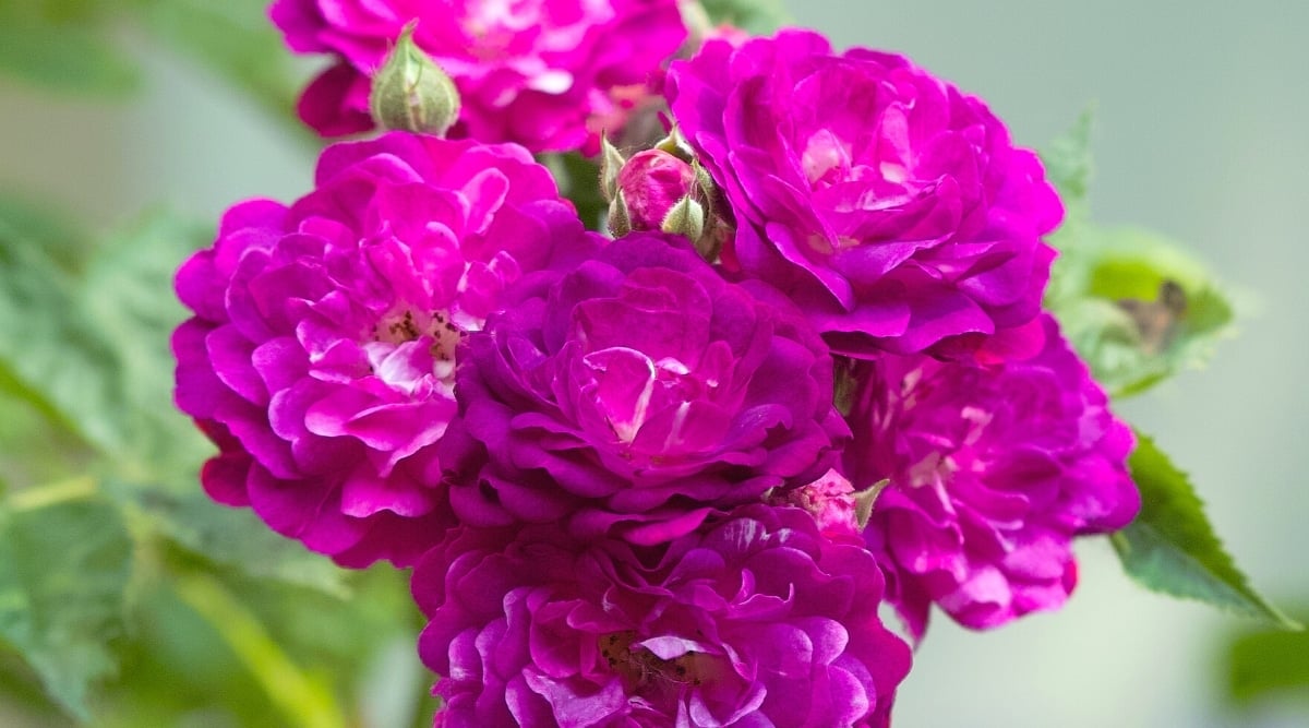 27 Different Types of Thornless Roses For Your Garden