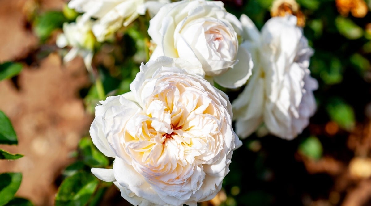 How to Plant, Grow and Care For Roses