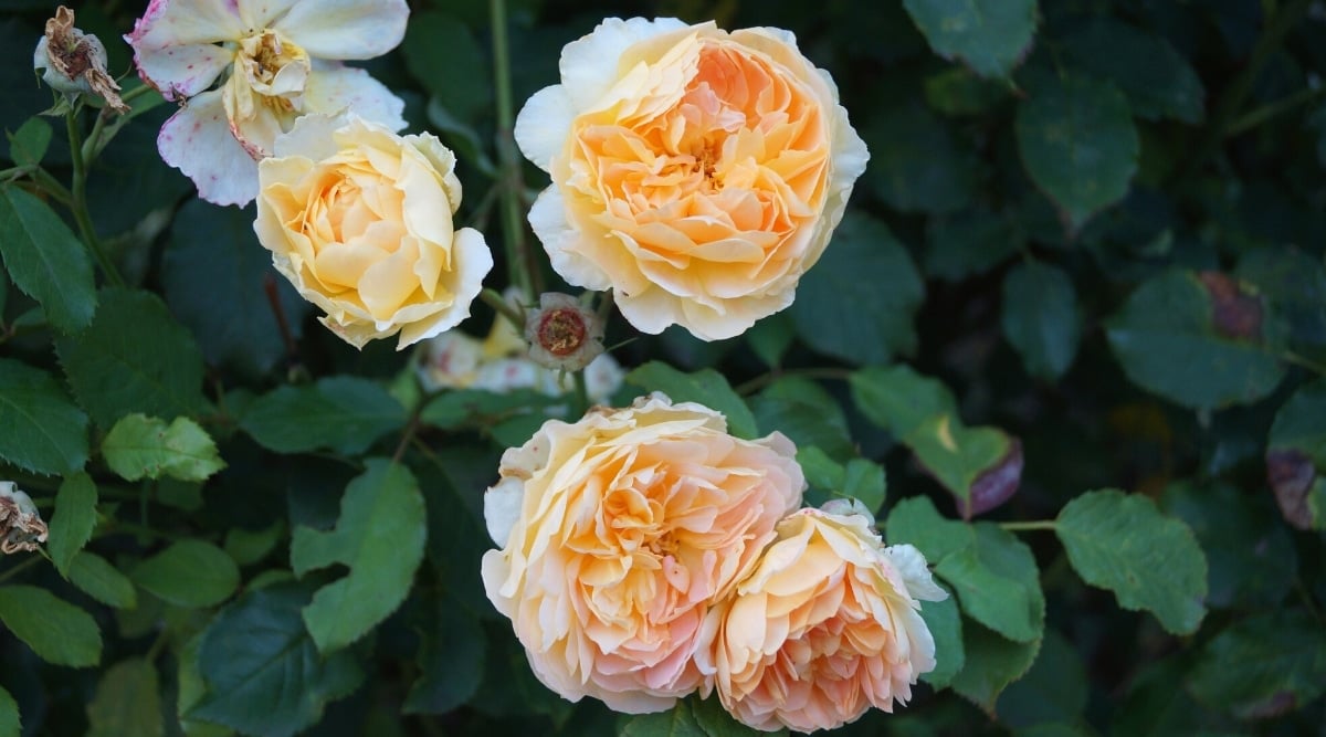 27 Fragrant Rose Varieties to Grow This Season
