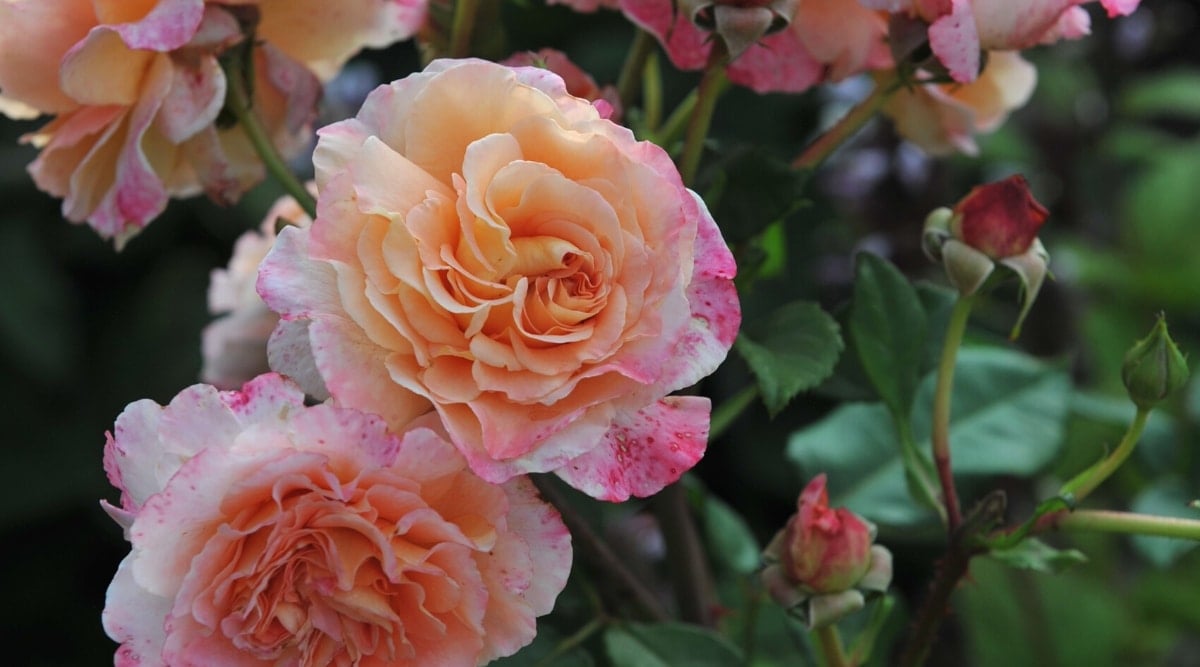 33 Beautiful Roses That Thrive in the Shade