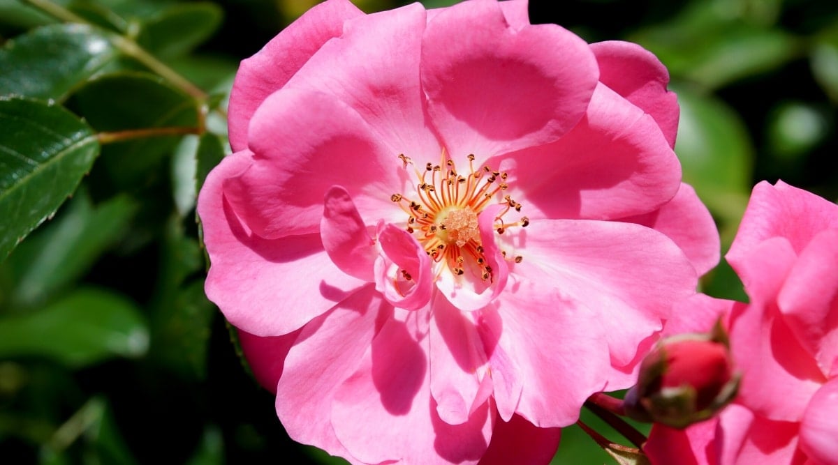 17 Different Varieties of Winter Hardy Roses For Cold Climates