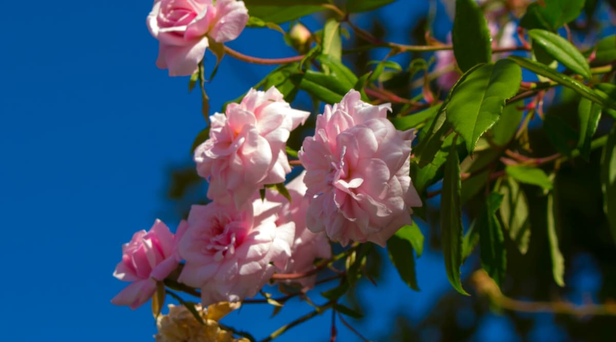 27 Stunning Pink Rose Varieties For Your Garden