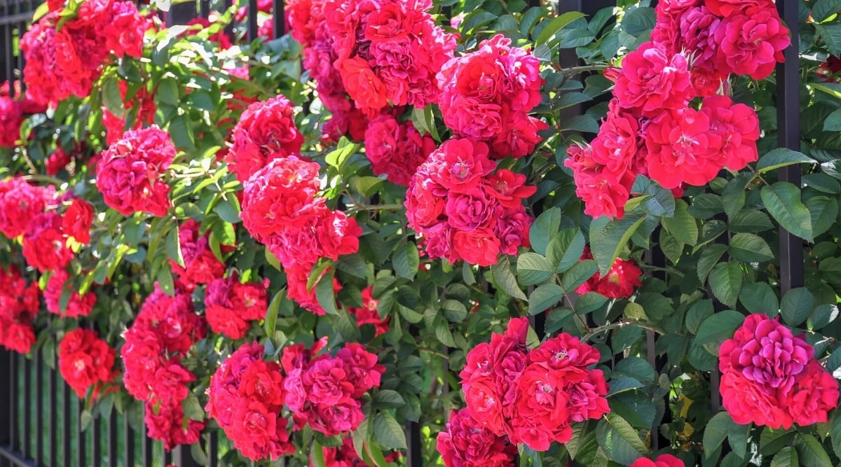 17 Different Varieties of Winter Hardy Roses For Cold Climates