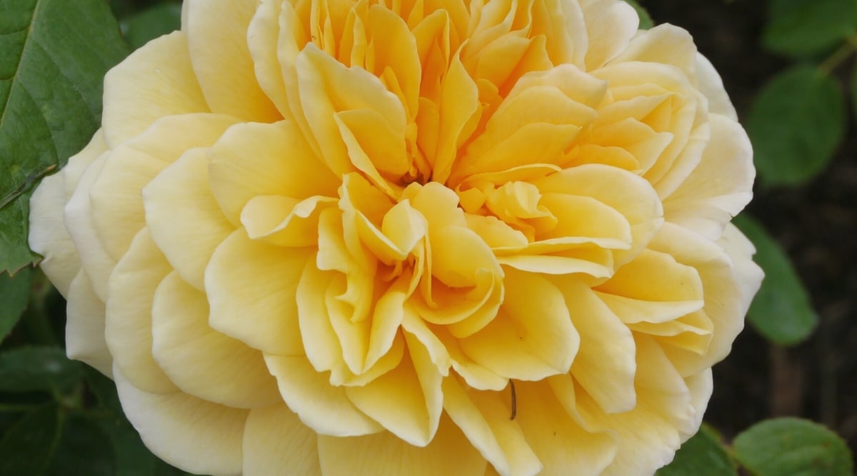 17 Yellow Rose Varieties to Brighten Your Garden