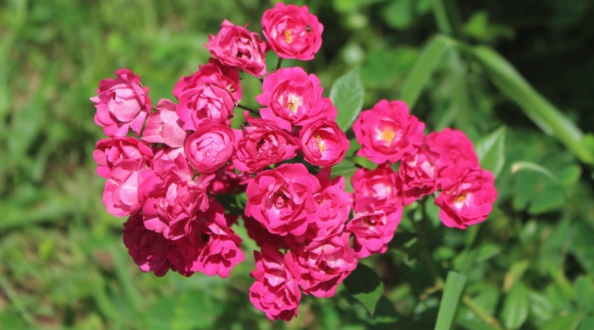 27 Stunning Pink Rose Varieties For Your Garden