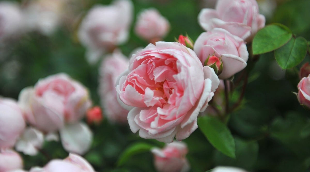 27 Different Types of Thornless Roses For Your Garden