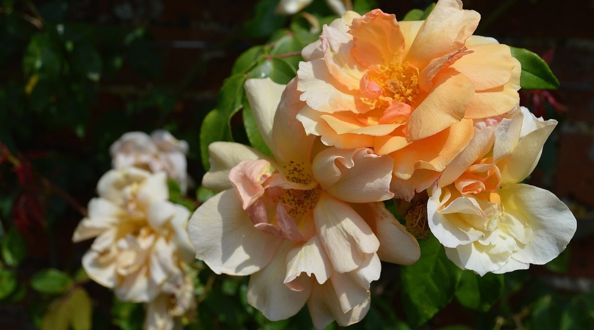 22 Popular Heirloom Roses to Grow This Season