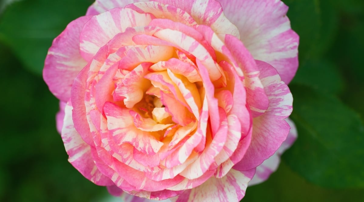 33 Beautiful Roses That Thrive in the Shade