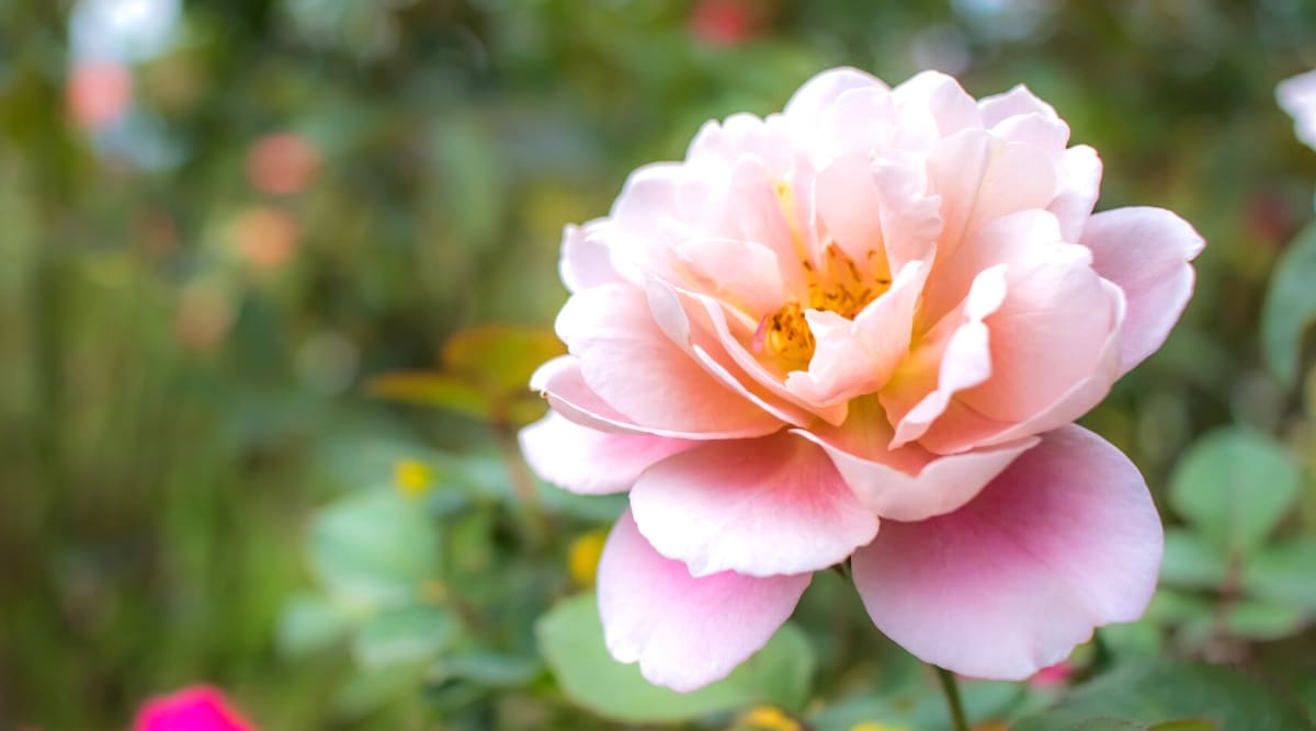 21 Neutral Colored Roses You Can Grow This Season