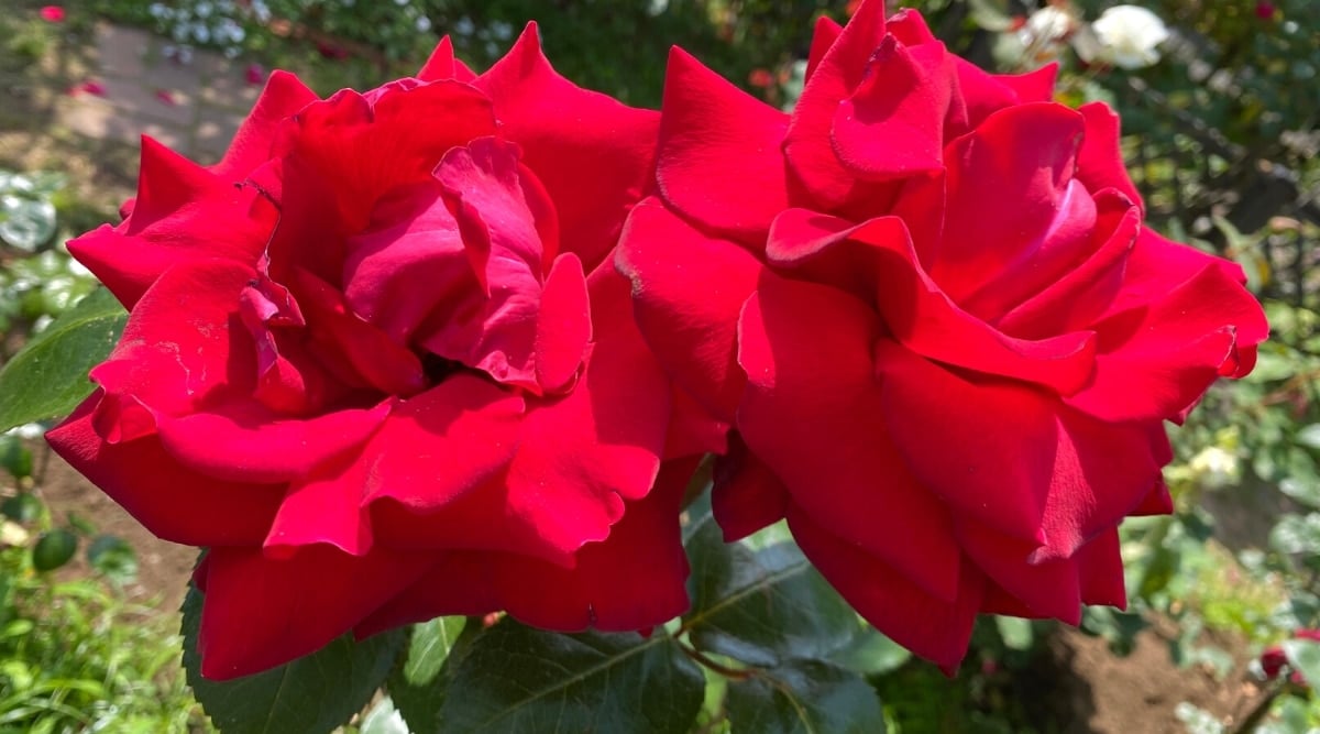 27 Fragrant Rose Varieties to Grow This Season