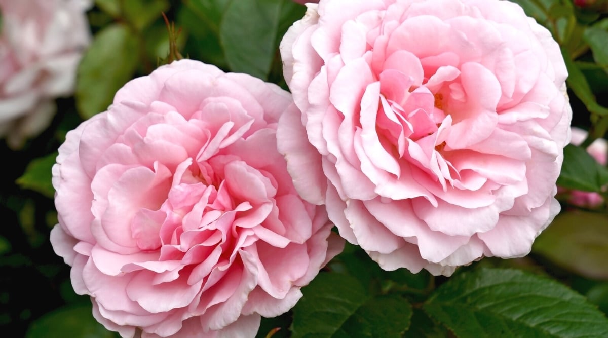 33 Beautiful Roses That Thrive in the Shade